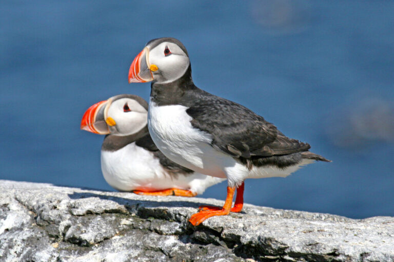 The Best Places to See Puffins in Nova Scotia