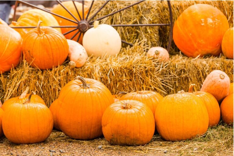 Where to Find the Best Pumpkin Patches near Halifax | Nova Scotia ...