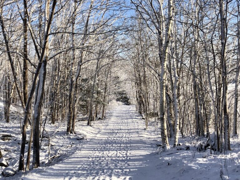 Halifax in December: A Local’s Guide to Festive Fun in the City | Nova ...